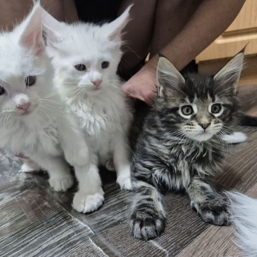 Котята мейн-кун