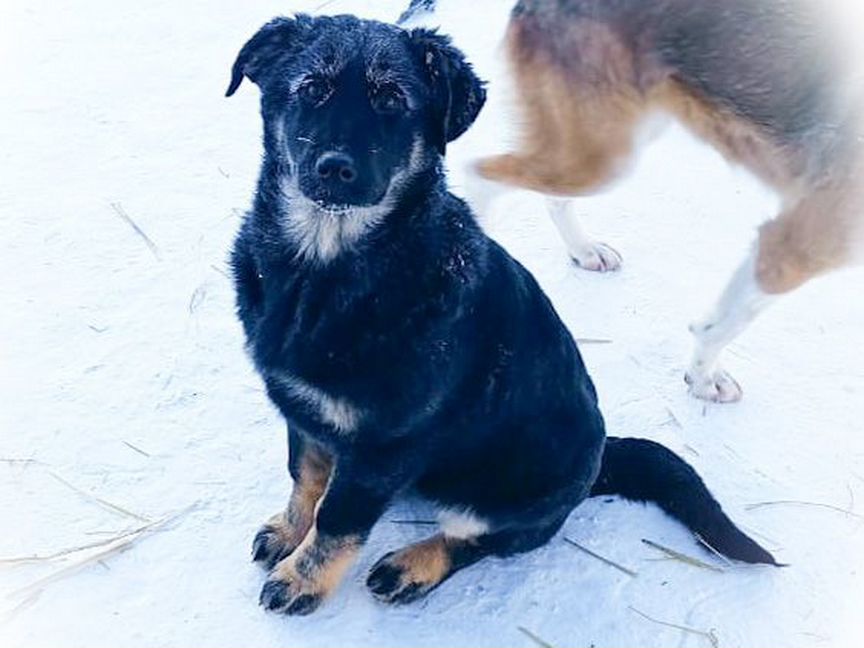 Щенок Линда, 6 мес