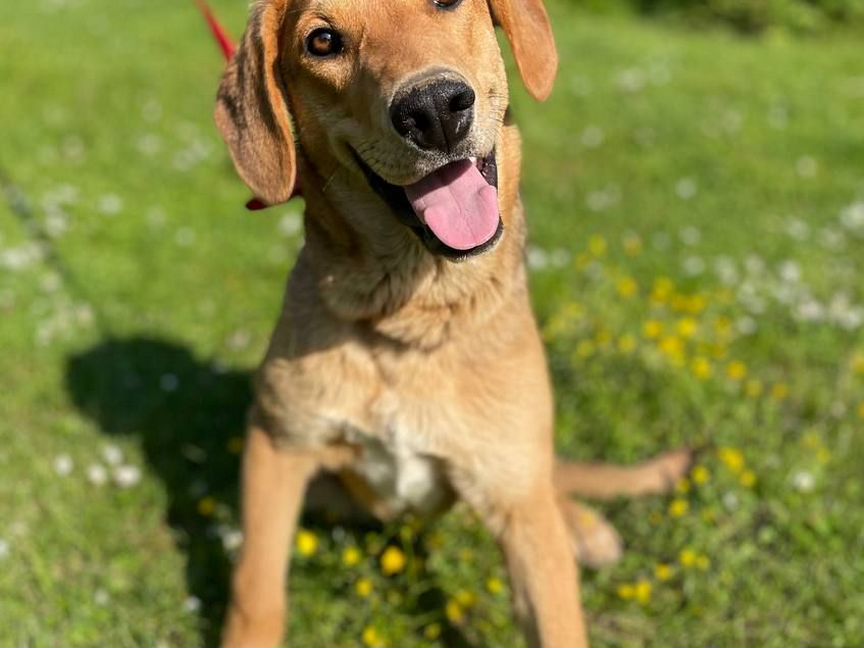 Собака в добрые руки