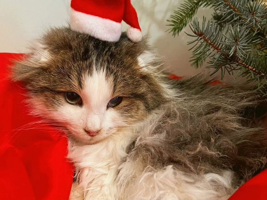 Вислоухий добрый котик