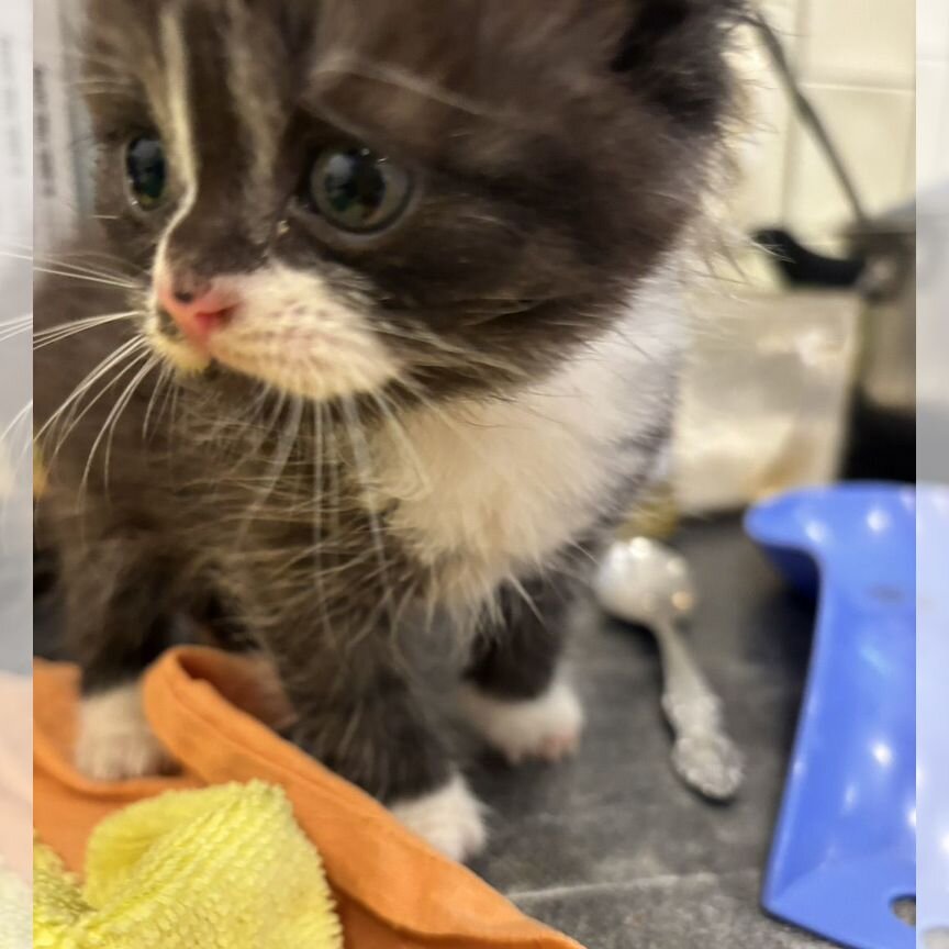 Котёнок в добрые руки