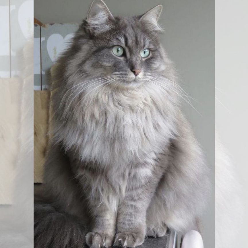 Сибирский котёнок