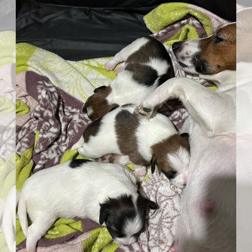 Джек-рассел-терьер, щенок