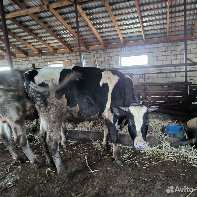 Быки на мясо живым весом