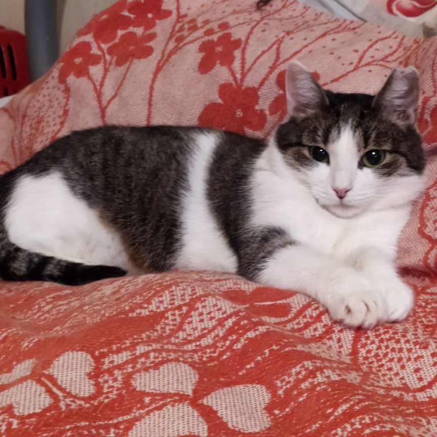 Взрослая, Девочка кошка в добрые руки