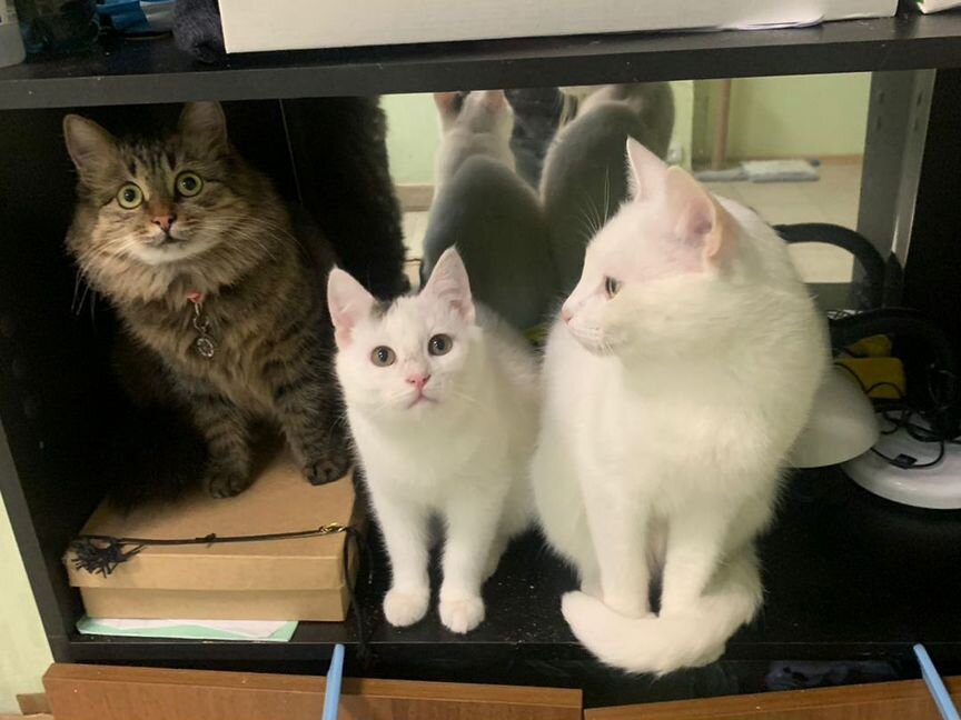 Кошечка в добрые руки