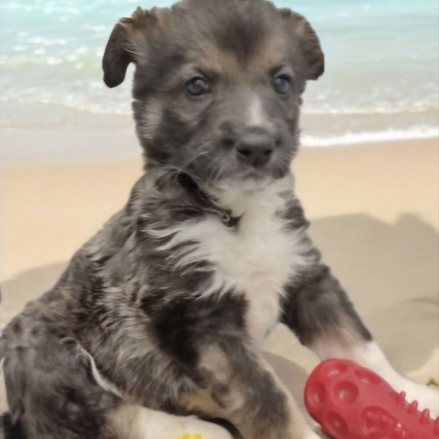 Масик в добрые руки