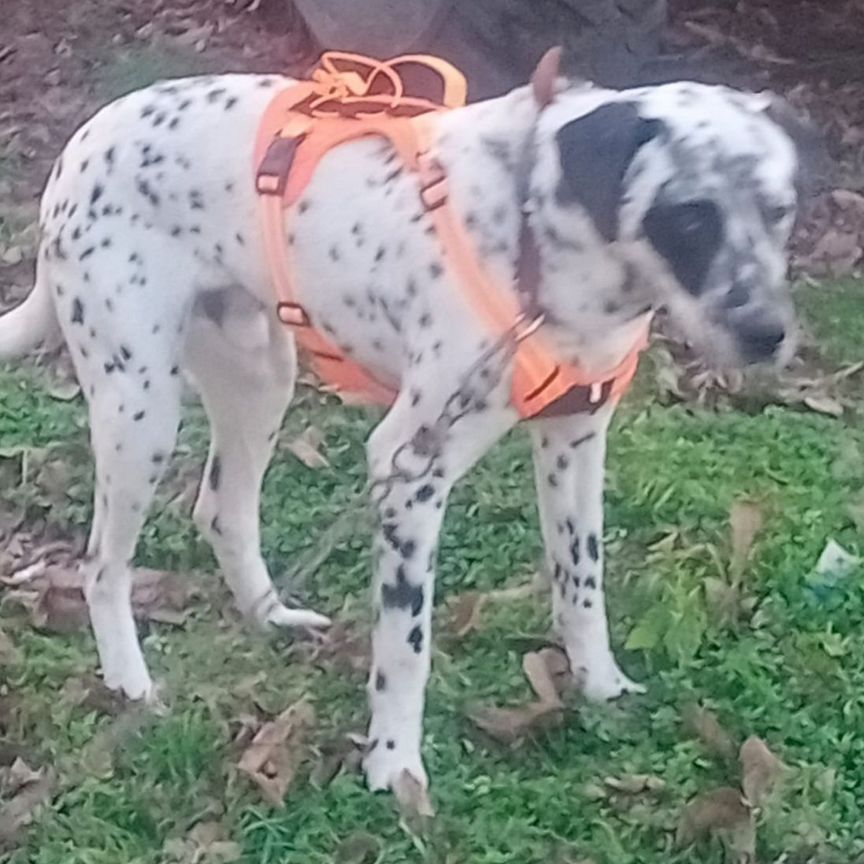 Найдена собака порода долматинец