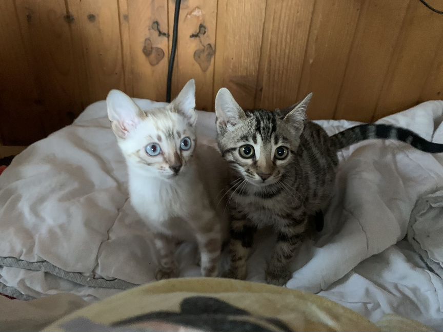 Бенгальские котята