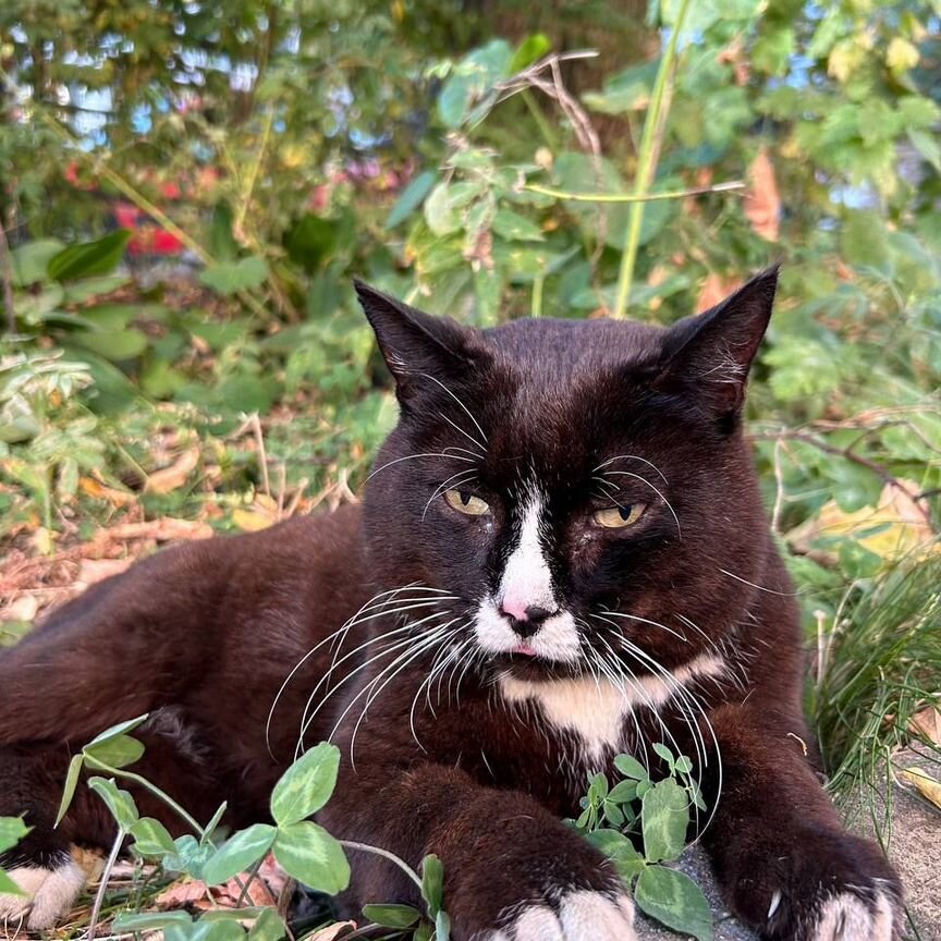Котики бесплатно в добрые руки