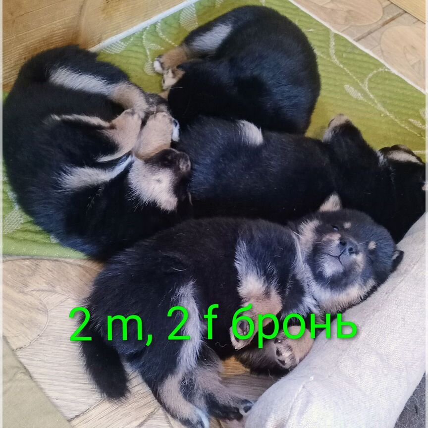 Сиба-ину, щенок