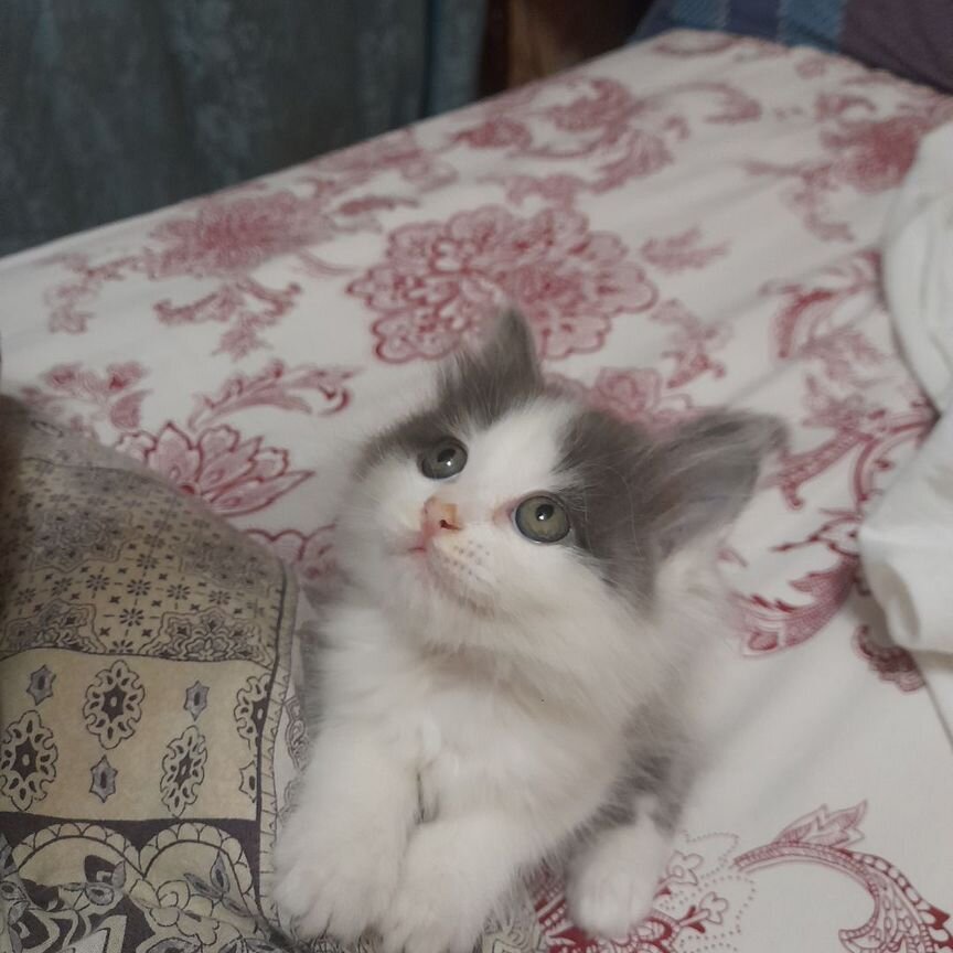 Котенок сибирский