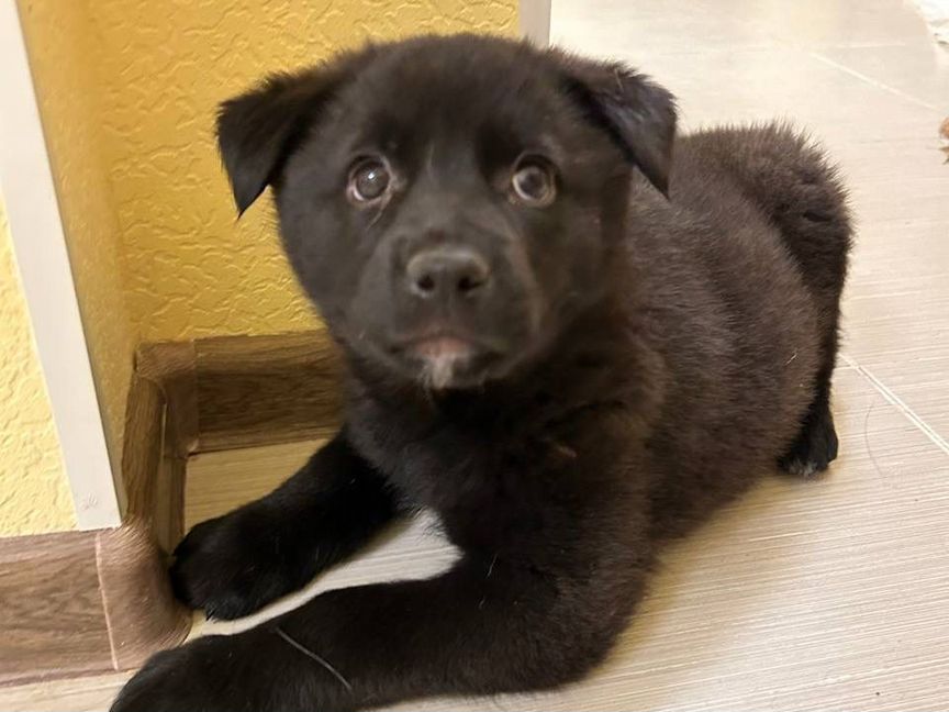 Щенок в добрые руки бесплатно