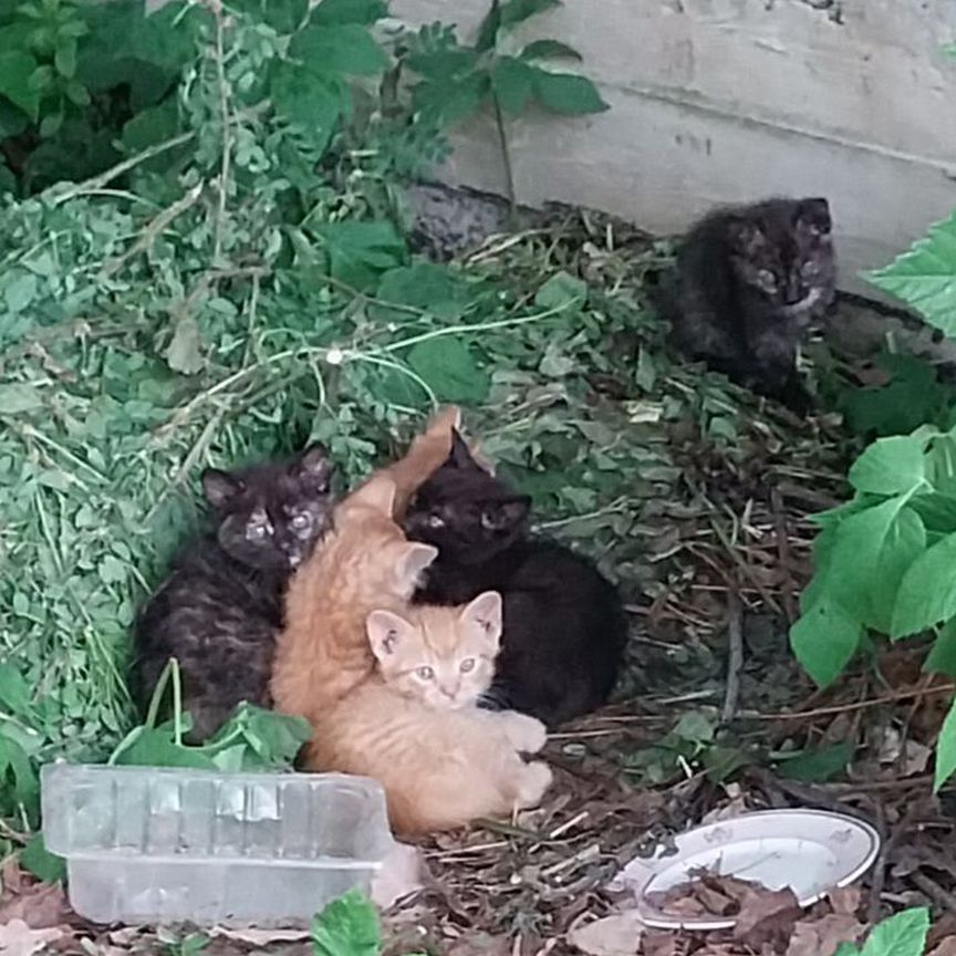 Котята ищут дом, пока они на улице,они в опасности
