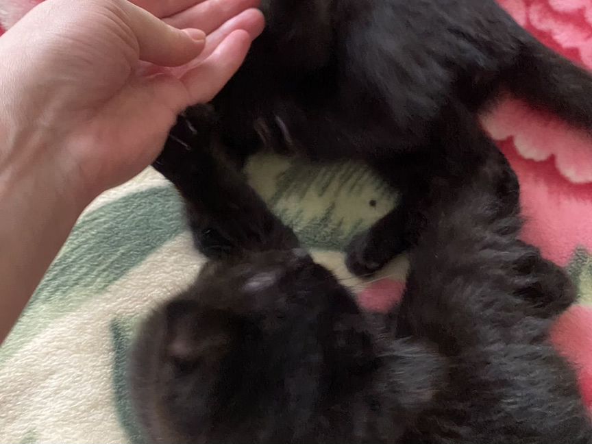 Вислоухие котики