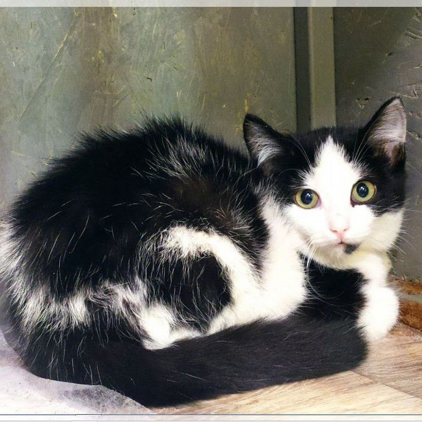 Котёнок в добрые руки