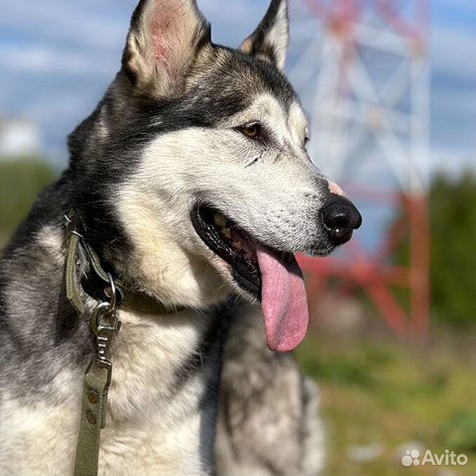 Ласковая собака Джессика, аляскинский маламут