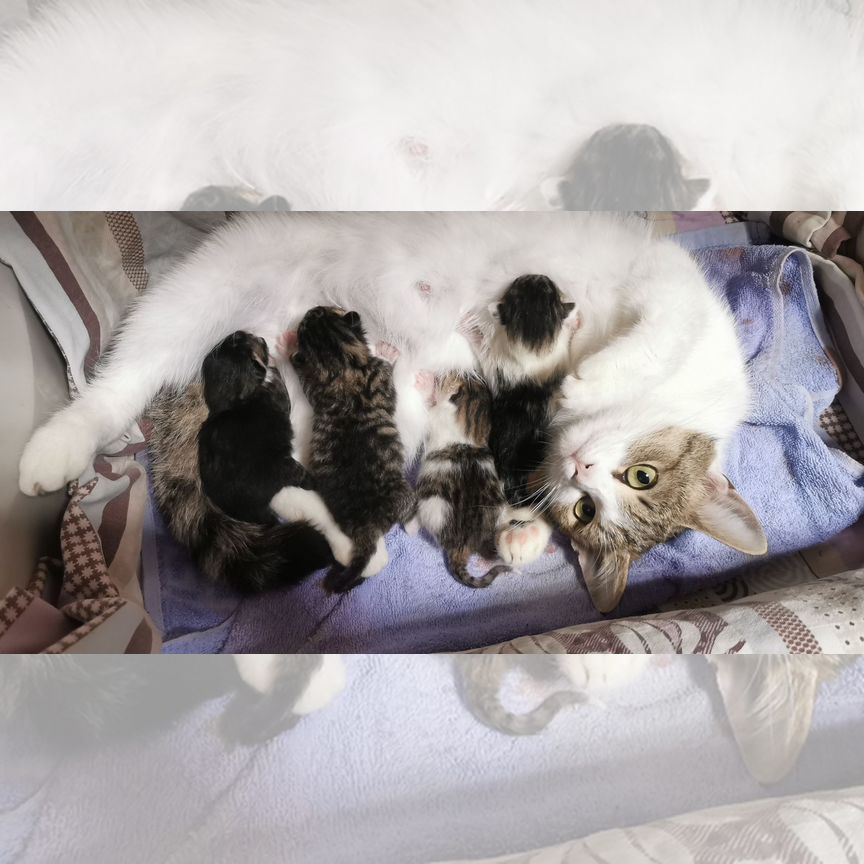 Сибирский котёнок