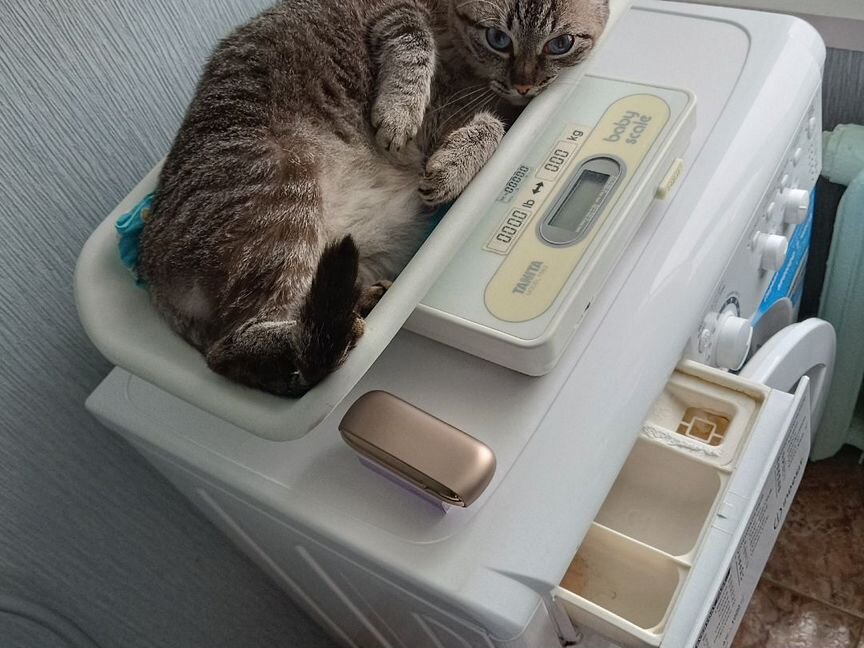 Кошка невская маскарадная бесплатно