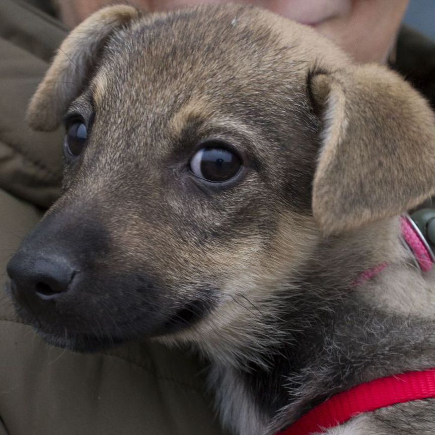 Щенок в добрые руки