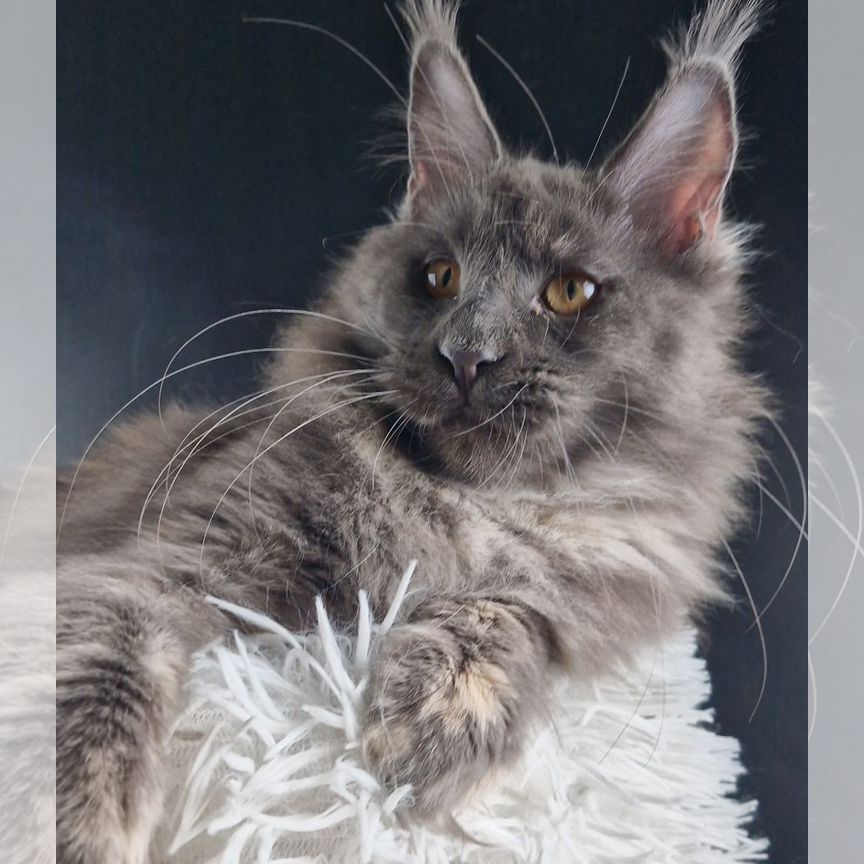 Мейн-кун котёнок