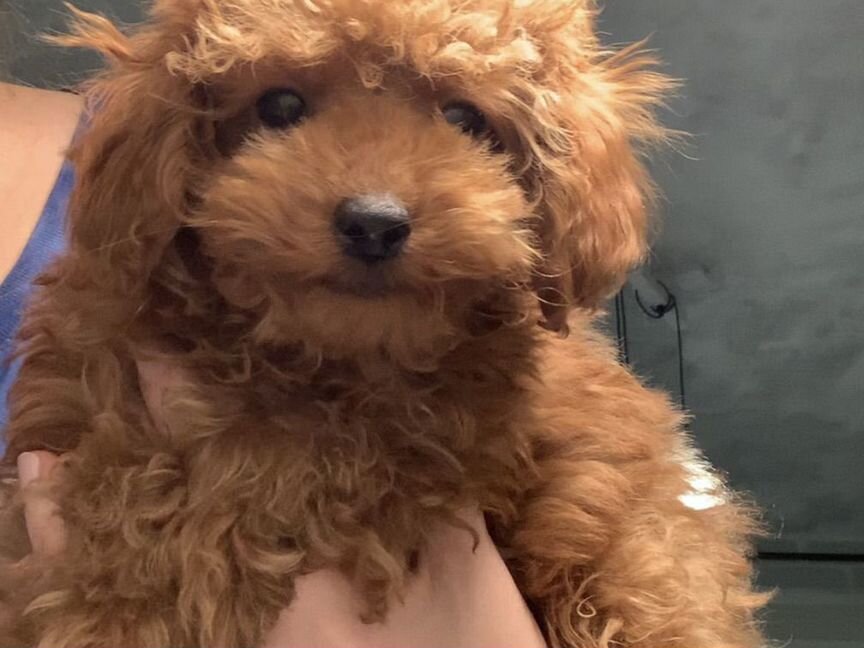 Щенок той-пудель красный мальчик