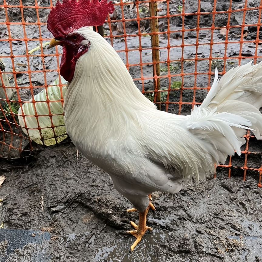 Петух леггорн 6 месяцев