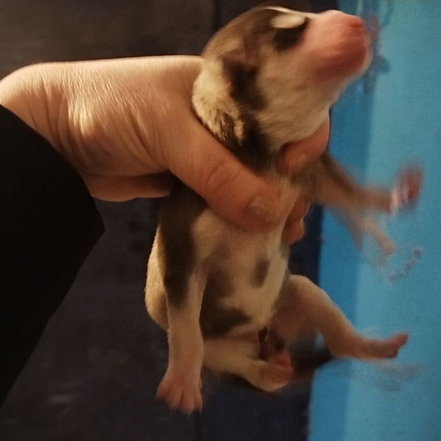 Сибирский хаски, щенок