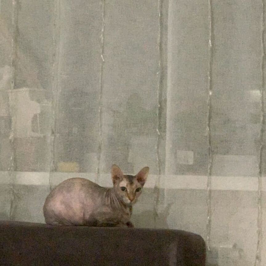 Отдам в теплый дом стерилизованную кошку