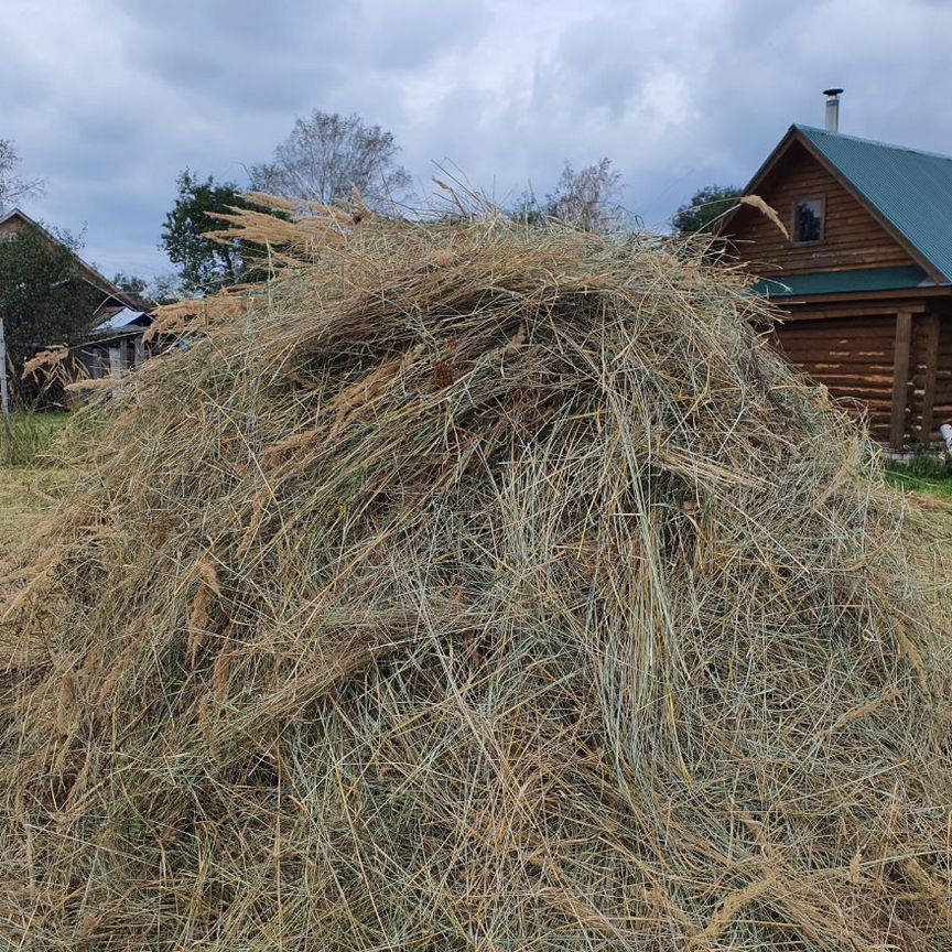 Сено солома 2024 луговое