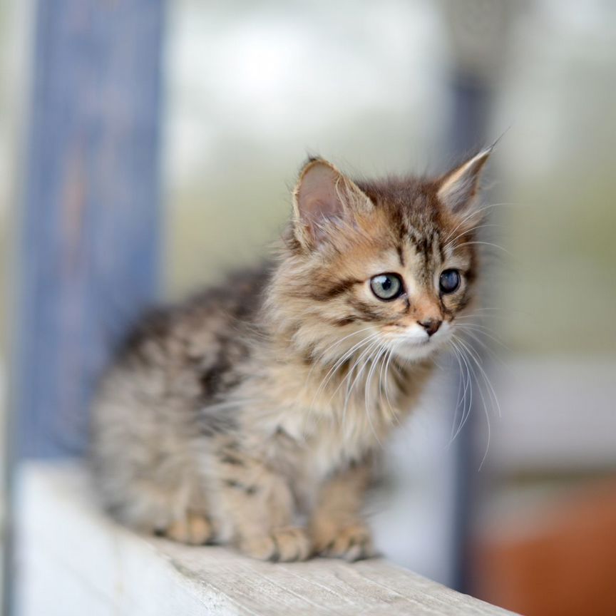 Котенок спасеныш 1,5 месяца