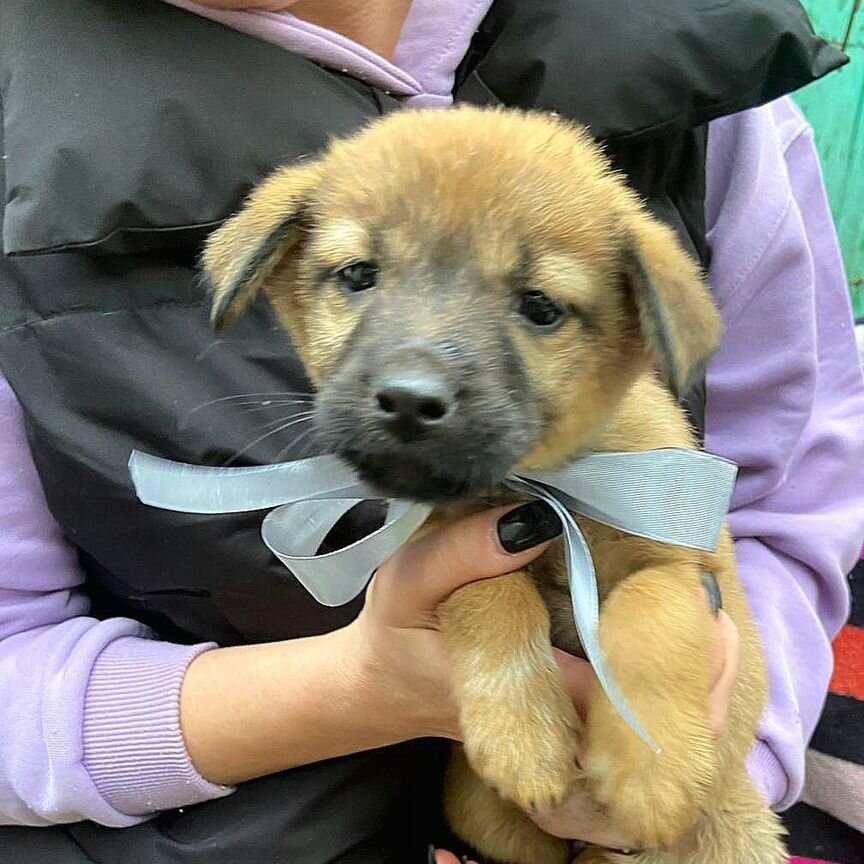 Кремовая булочка в дар