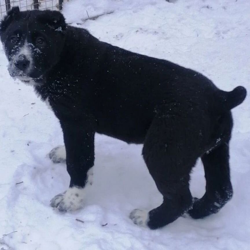 Среднеазиатская овчарка, щенок