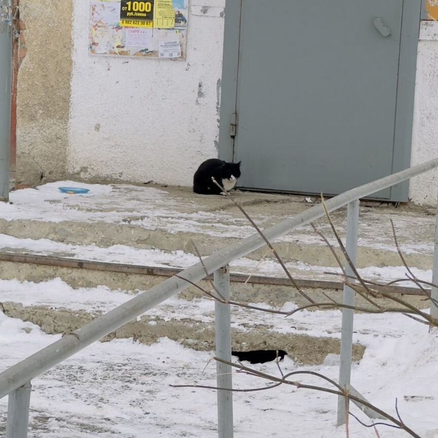 Добрый котик в добрые руки