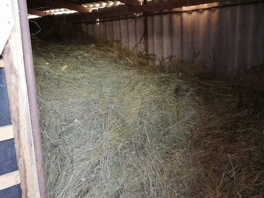 Сено не тюкованное