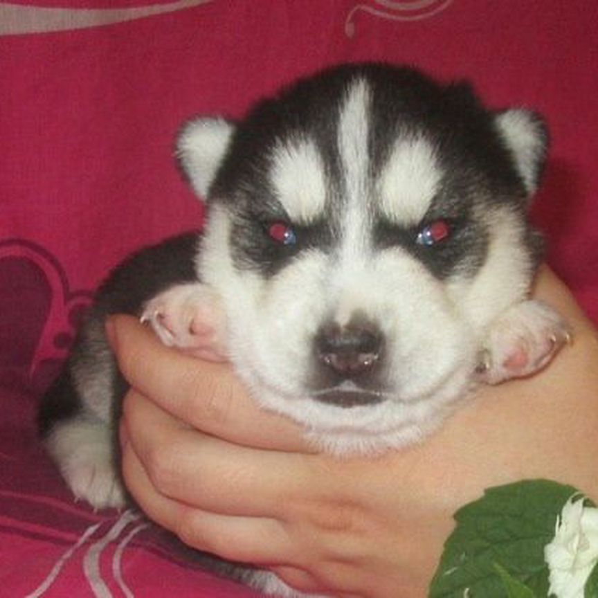 Классные щенули хаски