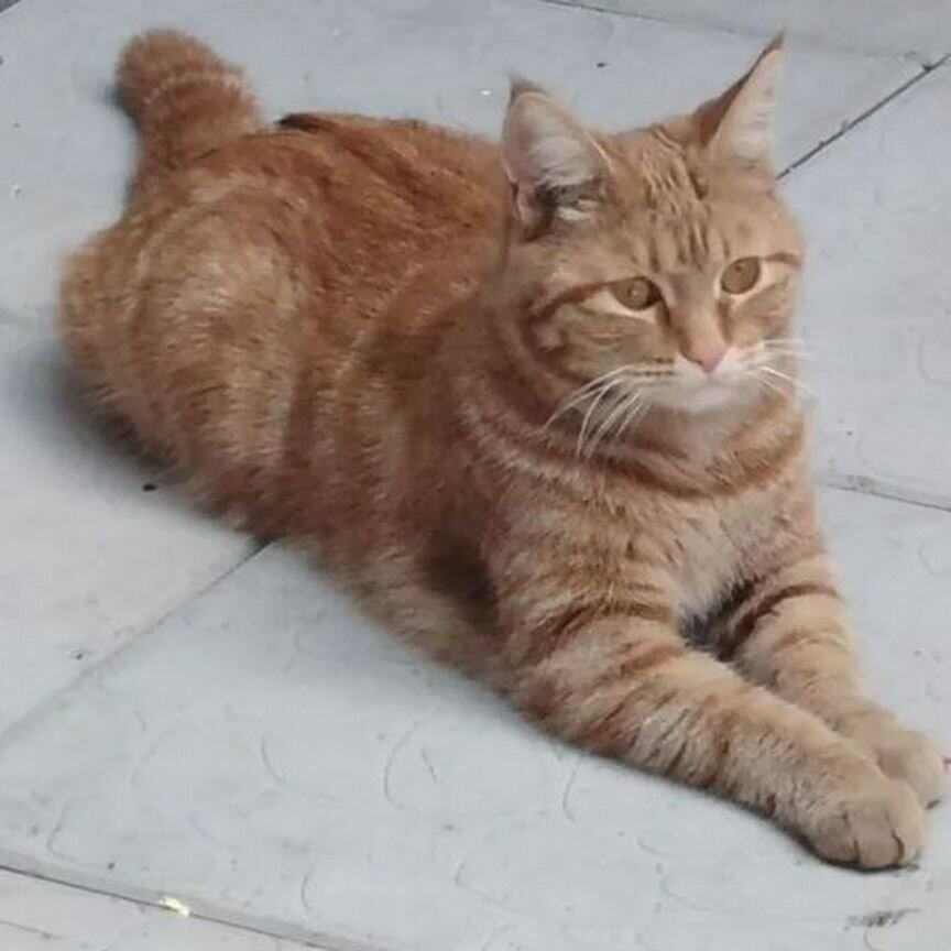 Мейн-кун, взрослая кошка