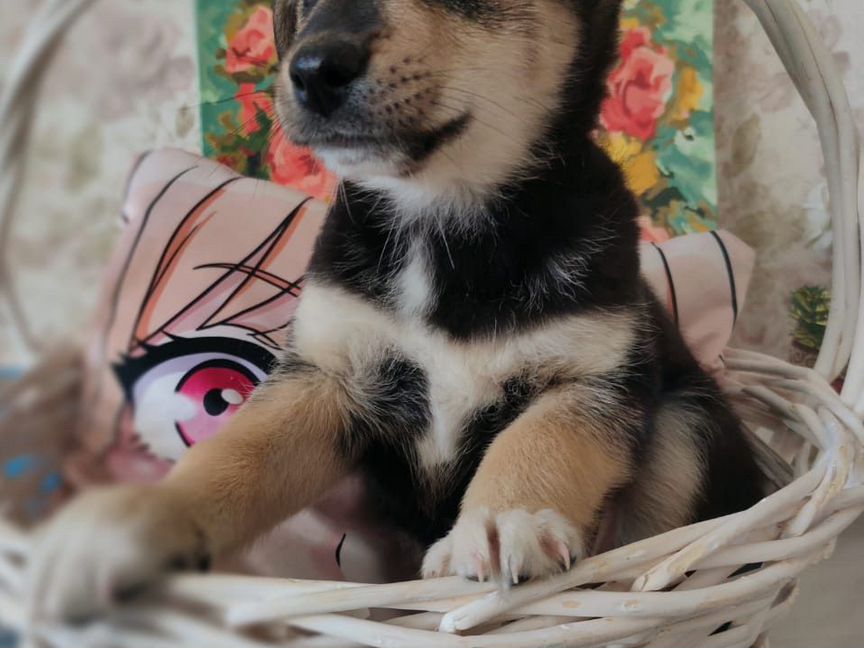 Собачка мальчик 1,5 месяца