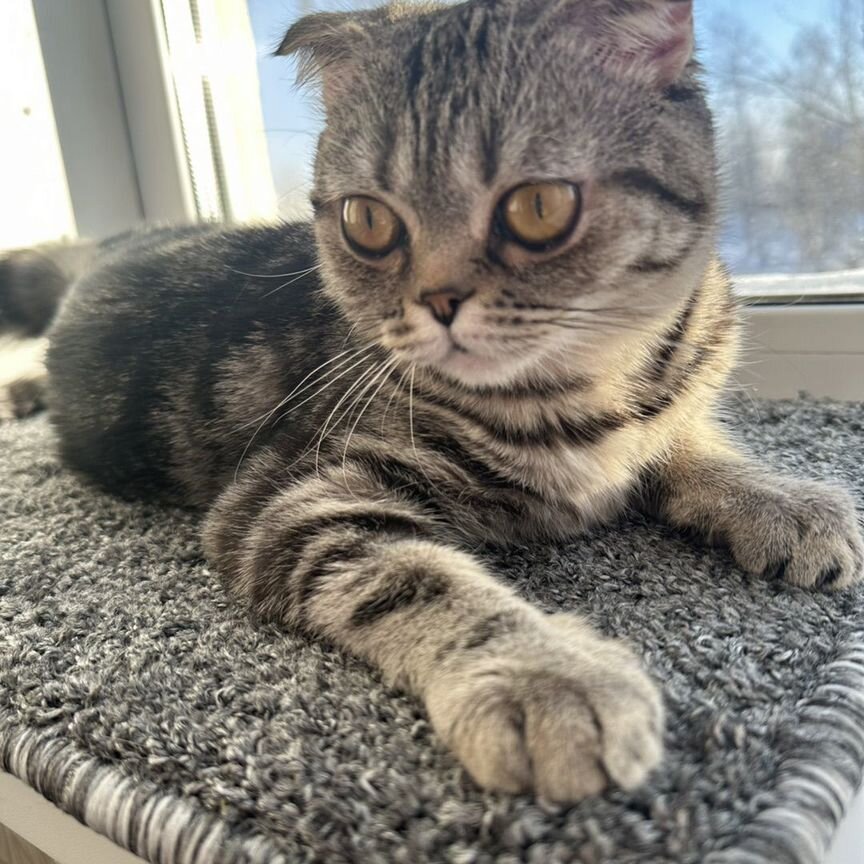 Шотландский вислоухий короткошёрстный котёнок