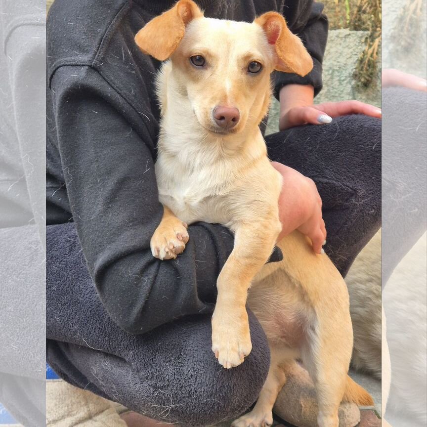 Взрослая собака в добрые руки