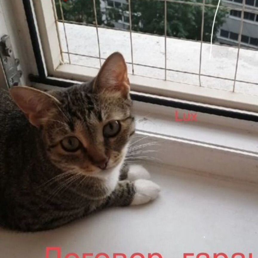 Решетка антикошка