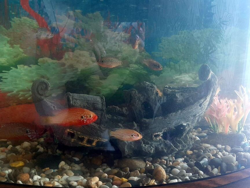 Аквариумные рыбки Хромисы-красавцы