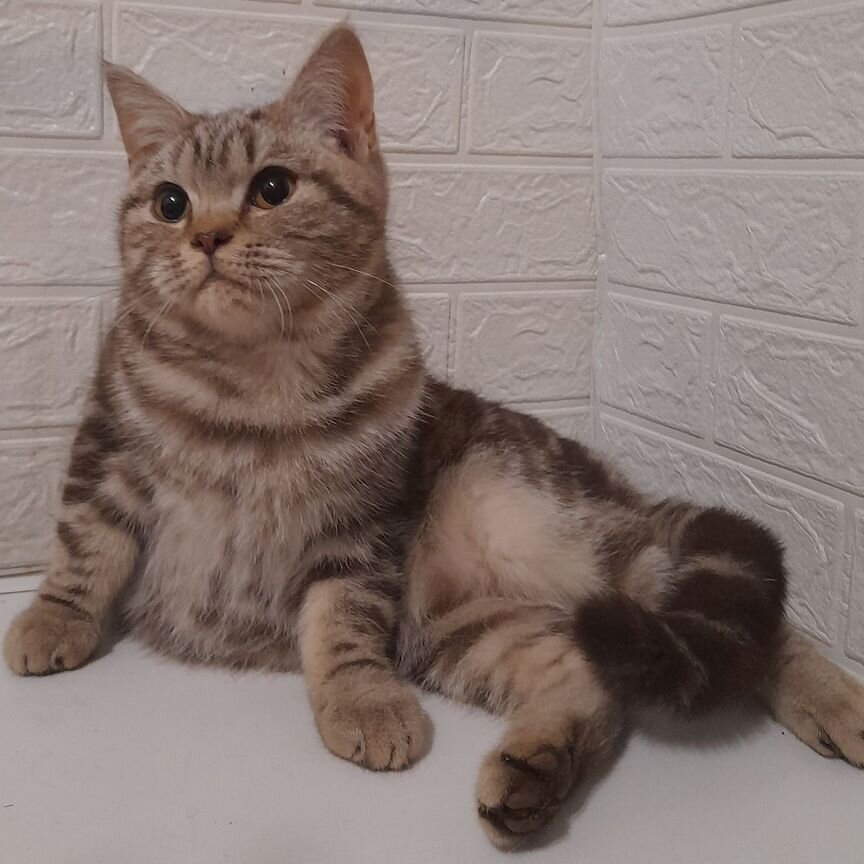 Британский короткошёрстный котёнок