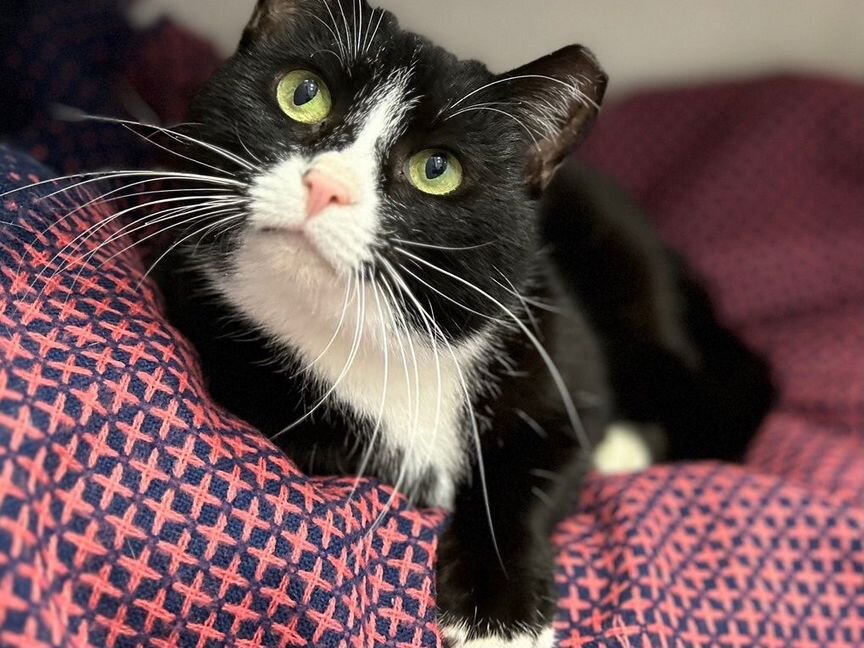 Очень нужна передержка человеколюбивой кисе Дусе