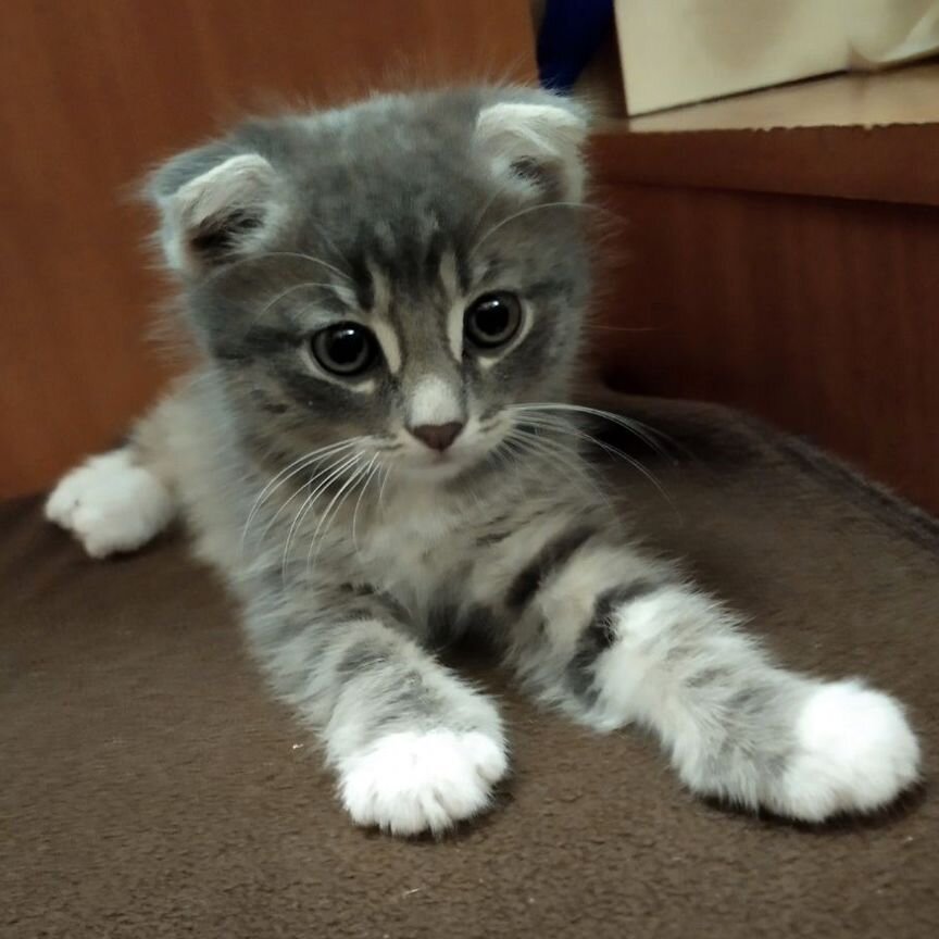 Шотландский вислоухий котенок