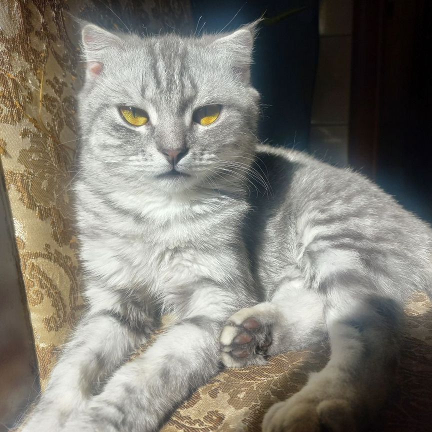 Кошка, Шотландская Вислоухая