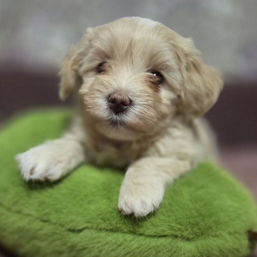 Мальтипу, щенок