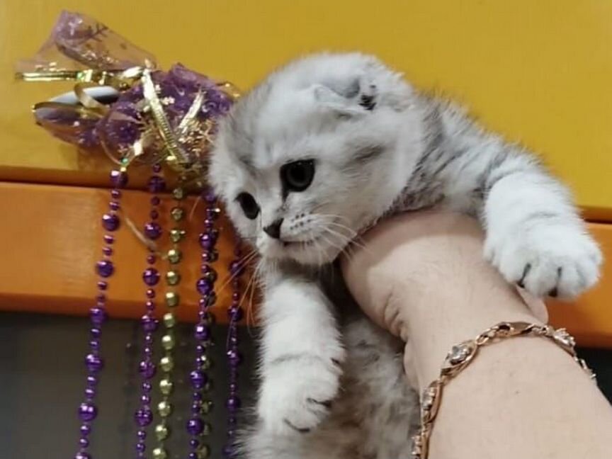 Вислоухий Комочек счастья