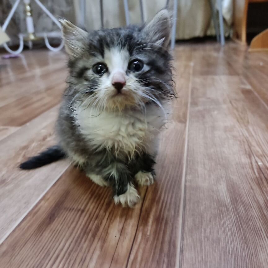 Отдам в добрые руки котеночка