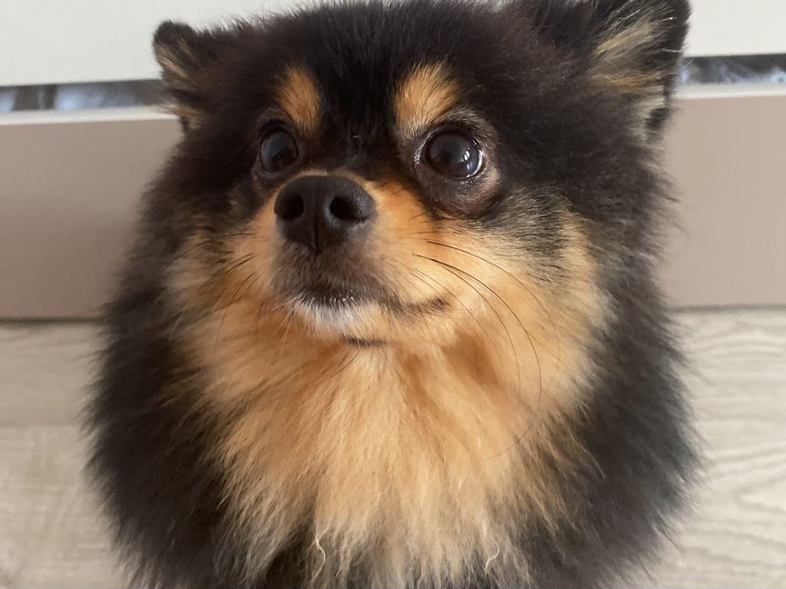 Шпиц вязка мальчик